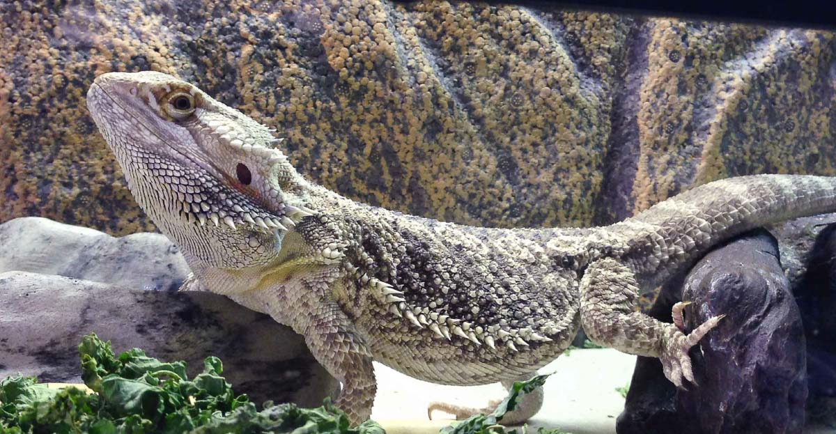 Ideas for Creating a Pet Unit Study